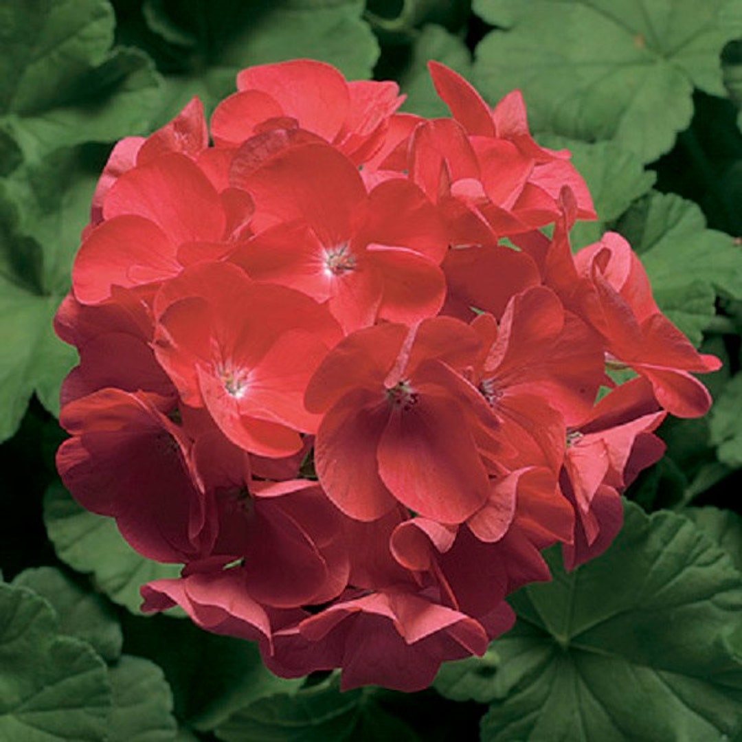 15 Coated Geranium Pinto Coral Geranium Seeds - Etsy