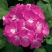 MPB#3 Geranium Zonal Ringo 2000 Deep Rose 15 Geranium Seeds - Etsy