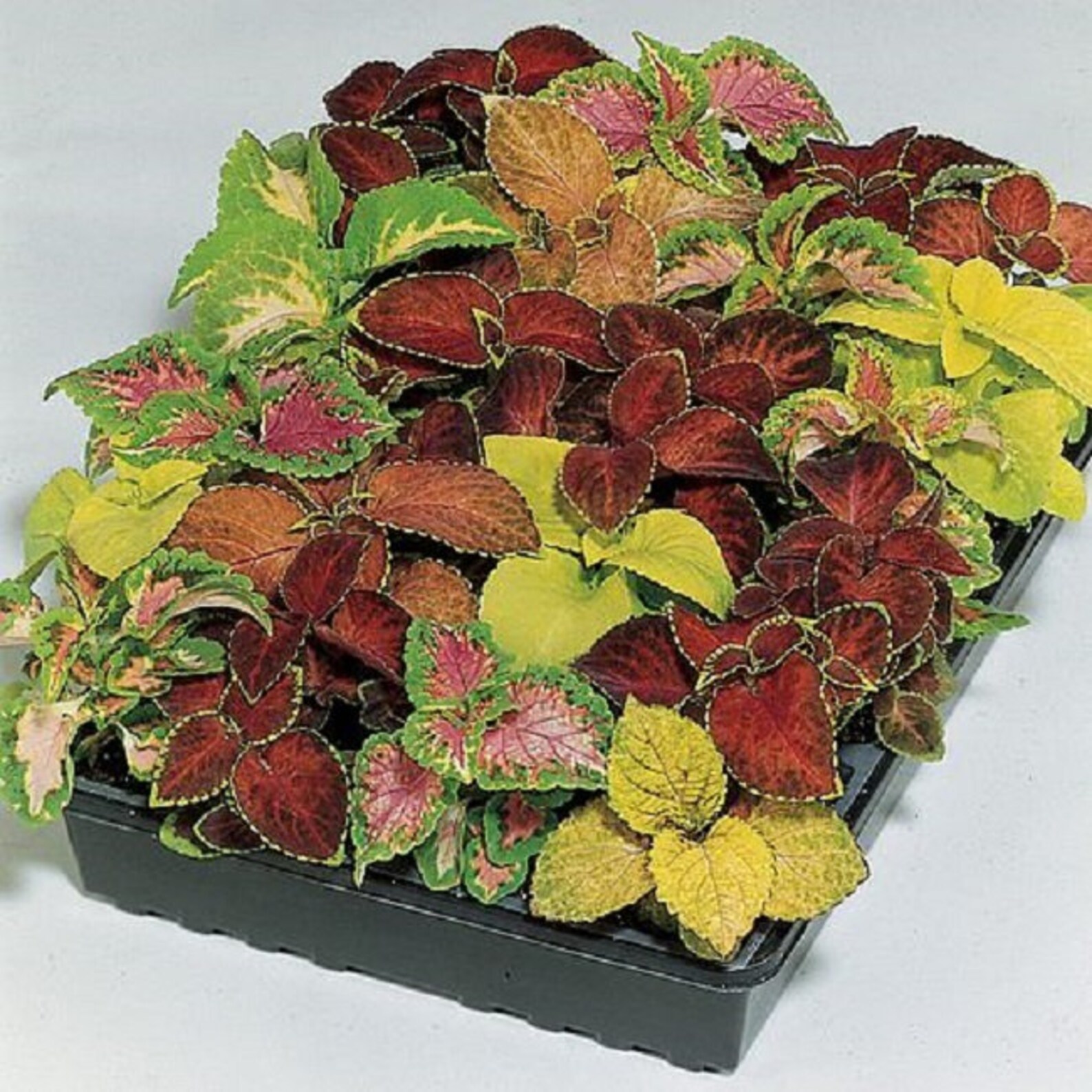 Coleus Seeds Wizard Mix 50 Thru 1,000 Seeds - Etsy