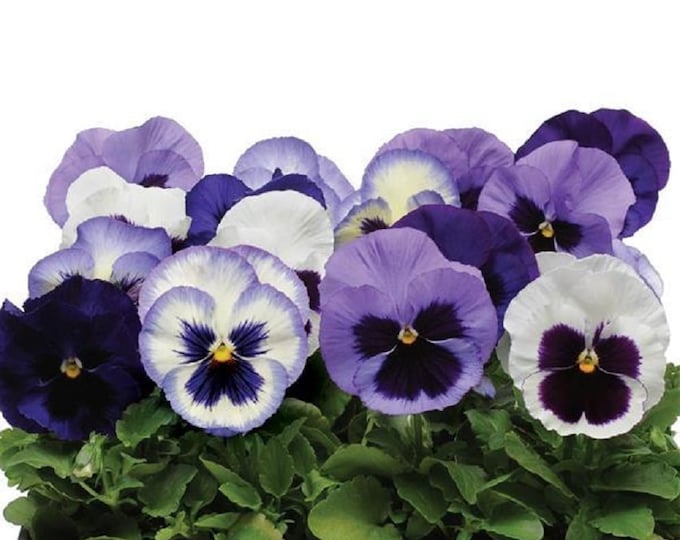 Pansy Seed Mix Pansy Matrix Ocean Breeze Mix 50 Seeds - Etsy