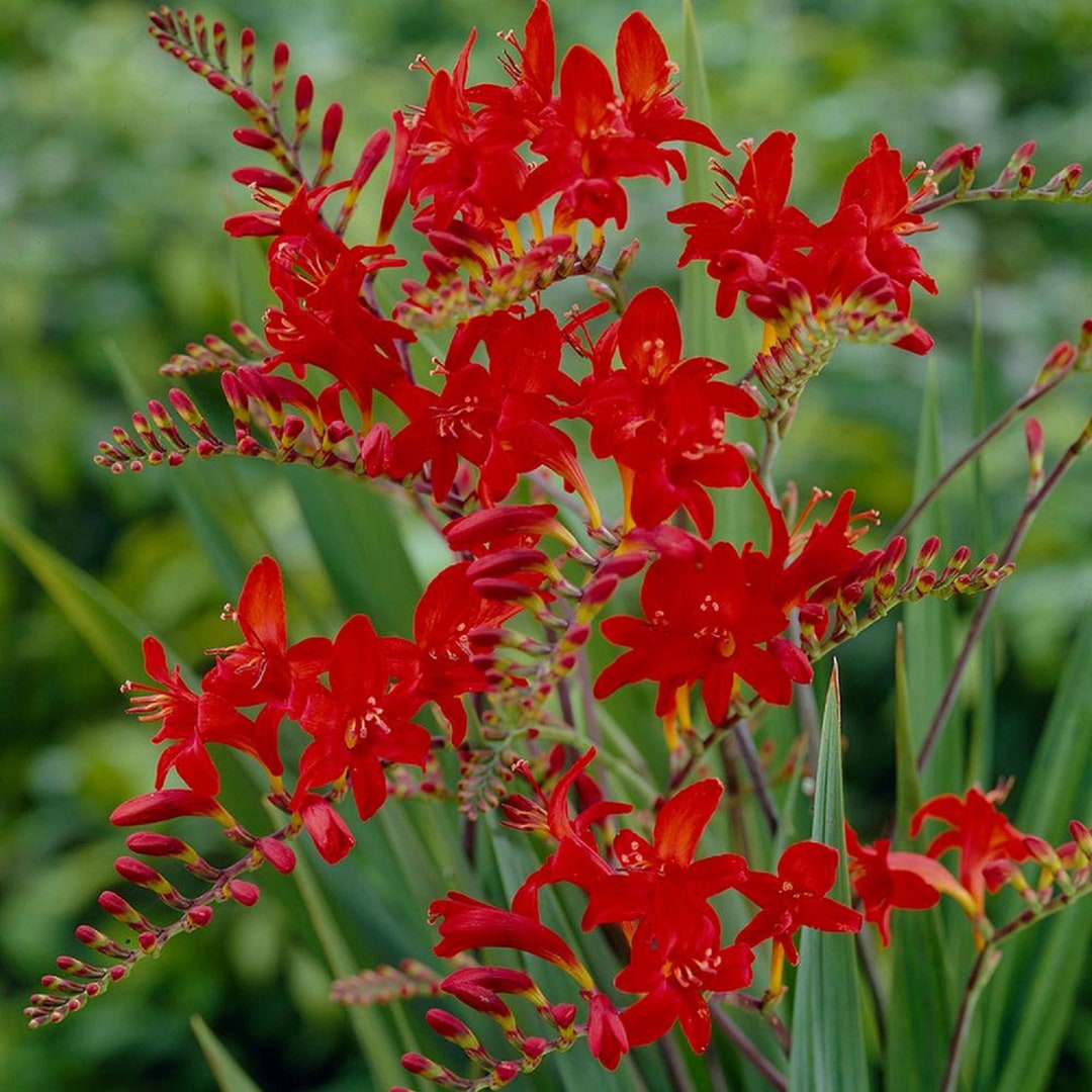 MPB#11 Crocosmia Seeds Crocosmia Paniculata Hydrida "perennial" 15 Thru ...