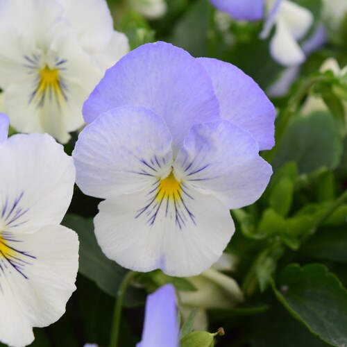Cool Wave White Pansy Seeds Viola Seeds 15 Thru 100 Seeds - Etsy