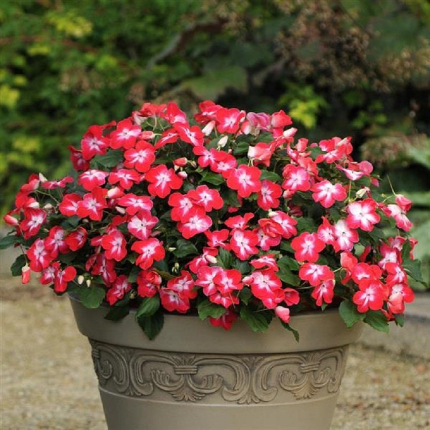 50 Seeds Impatiens Super Elfin XP Red Starburst Flower Seeds - Etsy