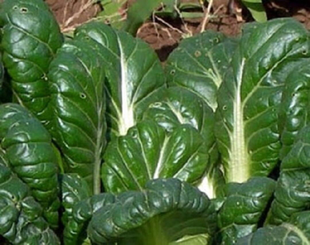 Vegetable Seeds 500 Seeds Tatsoi Mustard Seeds Garden - Etsy