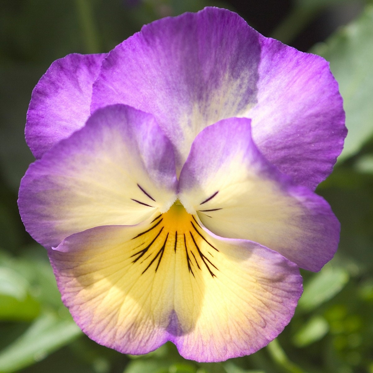Flowers 50 Pansy Seeds Ultima Radiance Deep Blue Pansies - Etsy