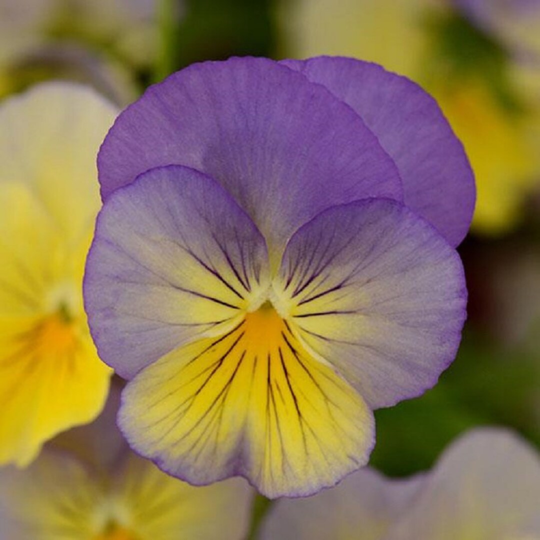Pansy Seeds Cool Wave Pansy Blue Swirl Viola Seeds 15 a 100 semillas ...