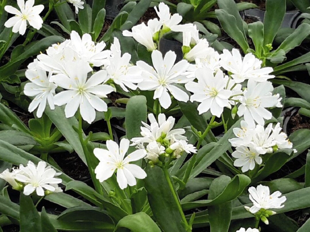 Lewisia Seeds Elise White 25 Seeds Succulent Seeds Lewisia Cotyledon ...