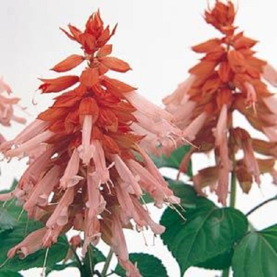 50 Seeds Salvia Vista Salmon FLOWER SEEDS - Etsy