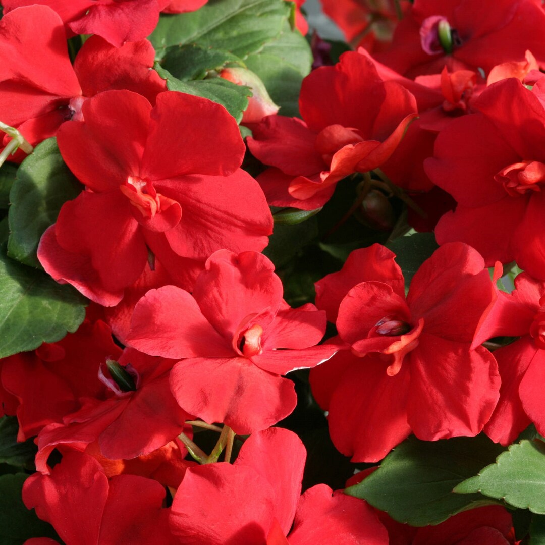 Impatiens Seeds 25 Athena Red Trailing Impatiens F1 Variety - Etsy