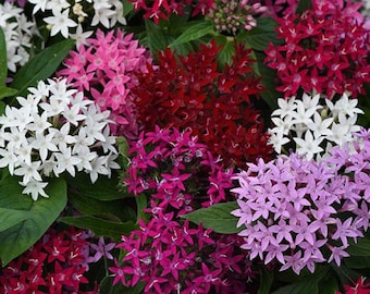 Pentas Lucky Star Dark Red 25 Pelleted Seeds Pentas Seeds - Etsy