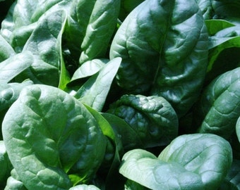 Malabar Spinach Green Alugbati Vietnamese Spinach Pui Poi - Etsy