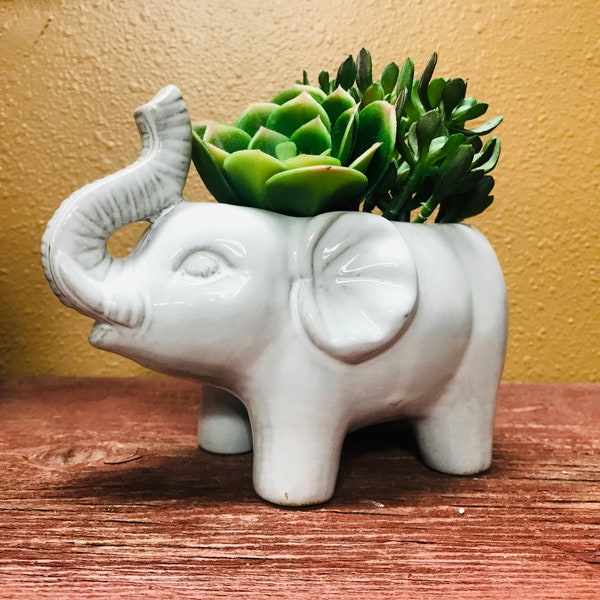 Elephant Planter - Etsy