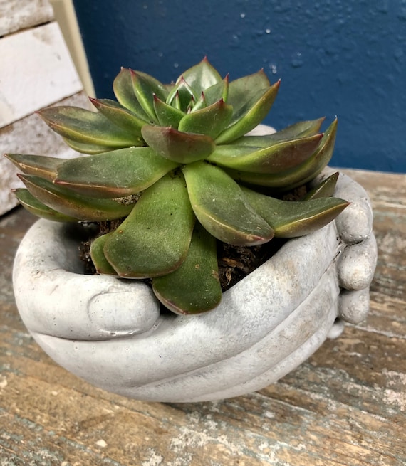 Concrete Hand Planter