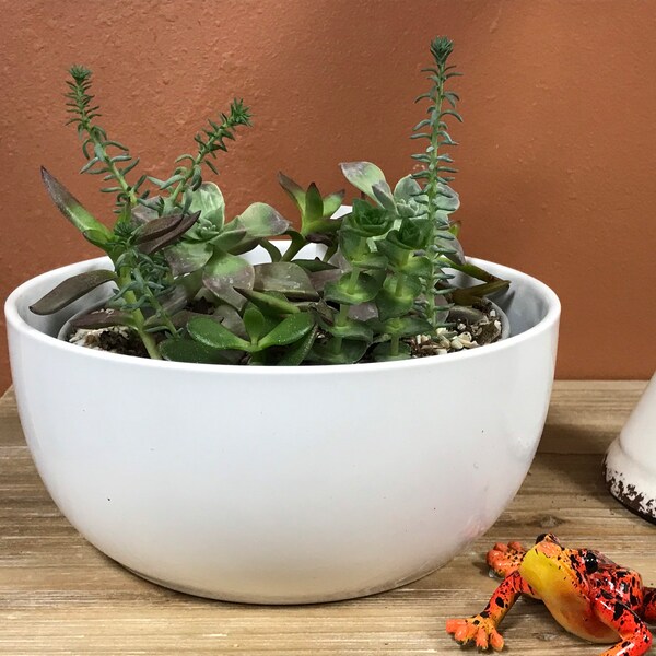 White Shallow Planter - Etsy
