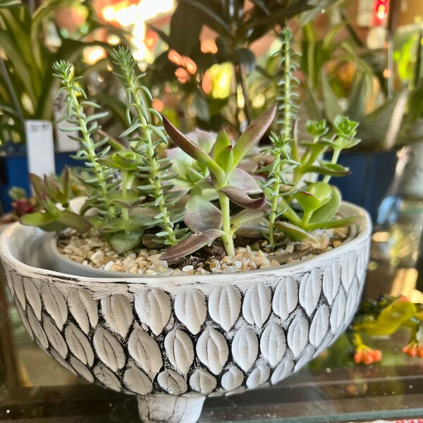 Shallow Planter - Etsy