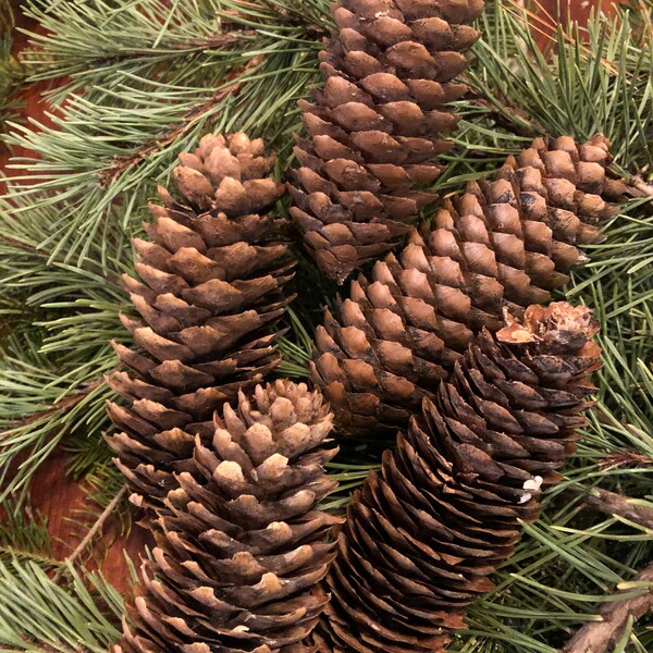 Large Pine Cones - Etsy