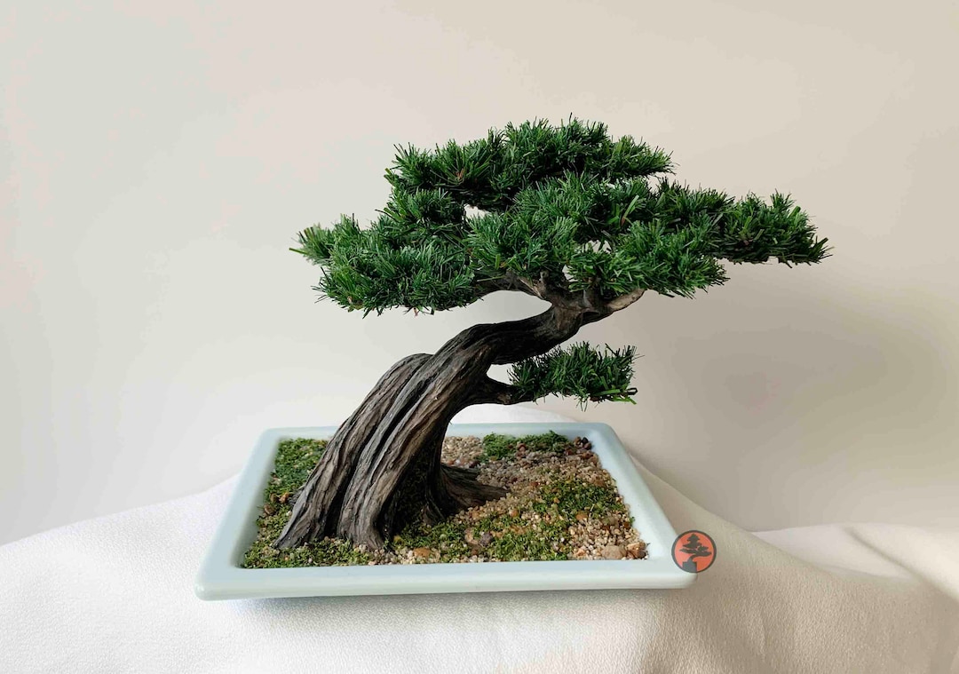 Pine Bonsai, Miniature Bonsai, Bonsai Tree, Bonsai - Etsy