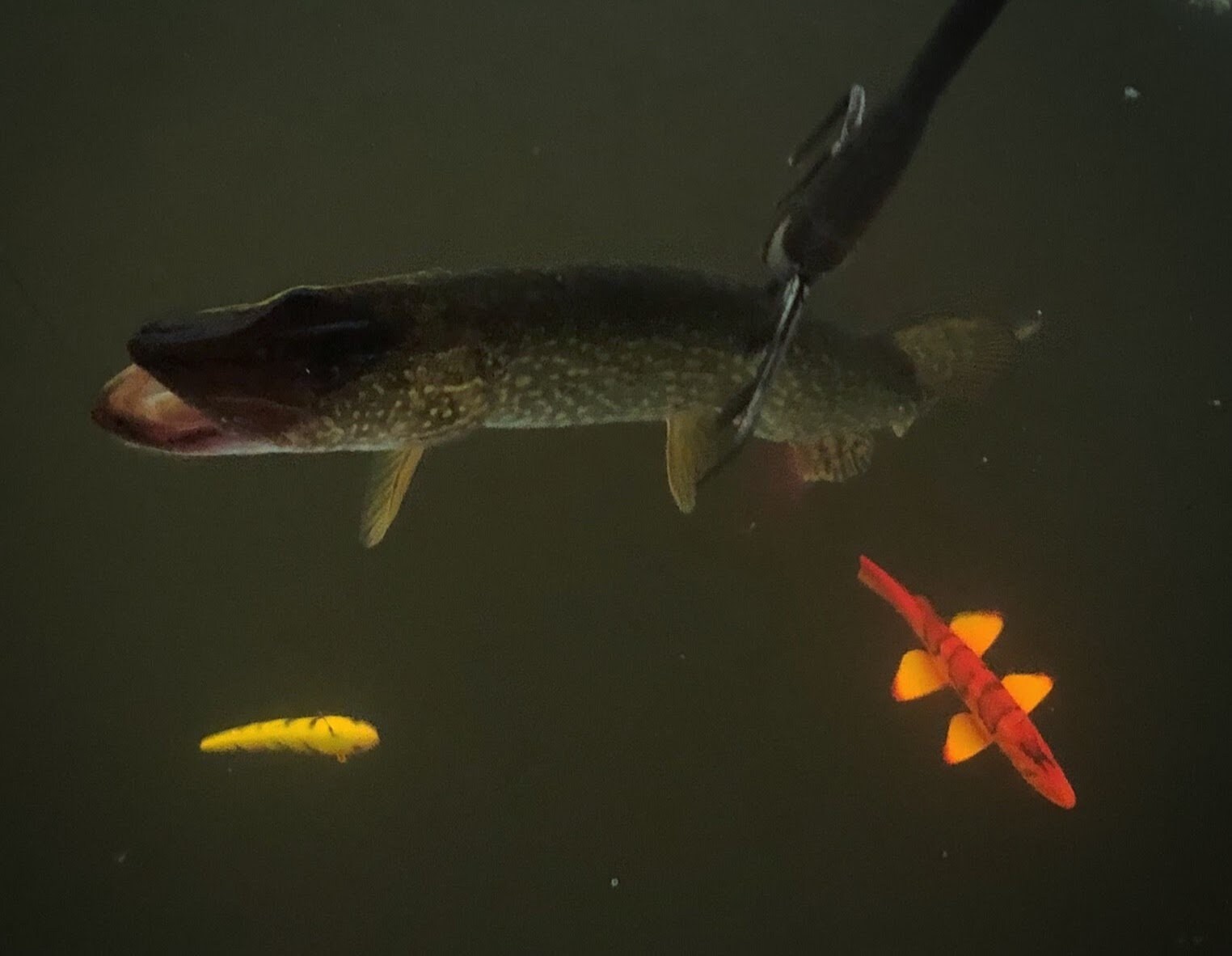 White Sucker Fish Spearing Decoy -WRRHS - Etsy