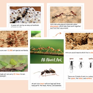 Ant Unit Lesson Printable, Parts of an Ant, Ant Anatomy, Types of Ant ...