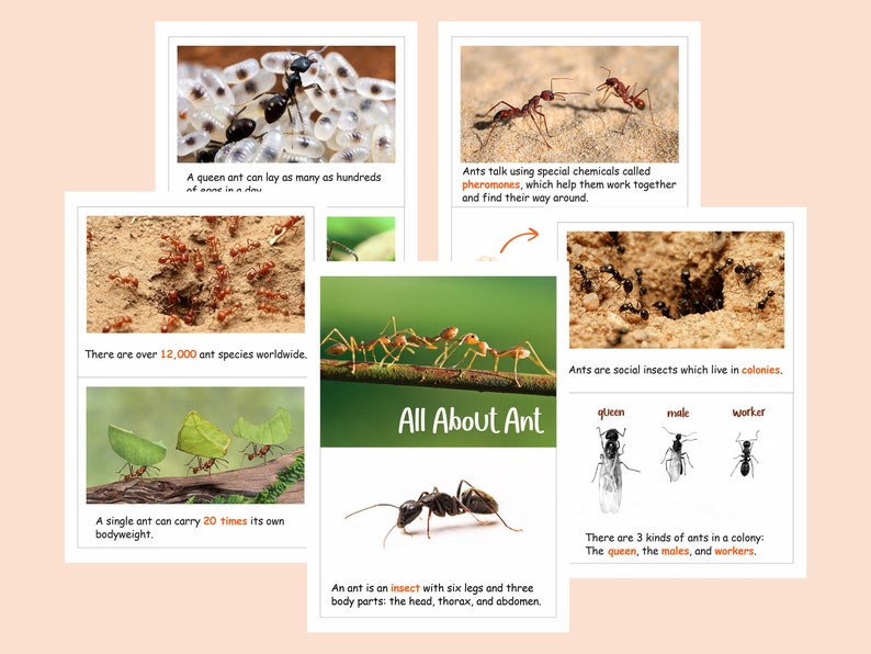 Ant Unit Lesson Printable, Parts of an Ant, Ant Anatomy, Types of Ant ...