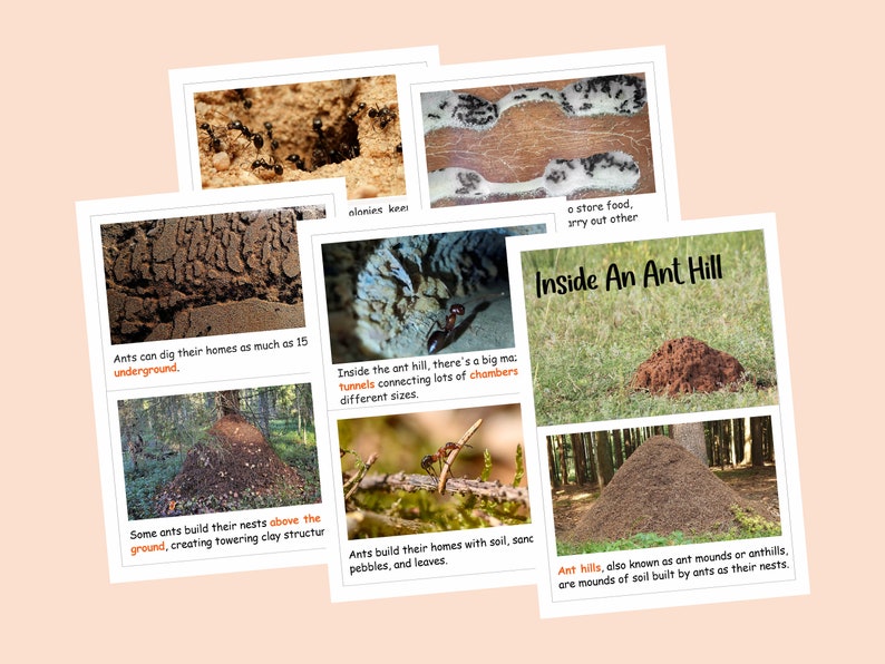 Ant Unit Lesson Printable, Parts of an Ant, Ant Anatomy, Types of Ant ...