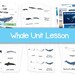 Whale Unit Lesson Printable, Parts of a Blue Whale, Blue Whale Anatomy ...