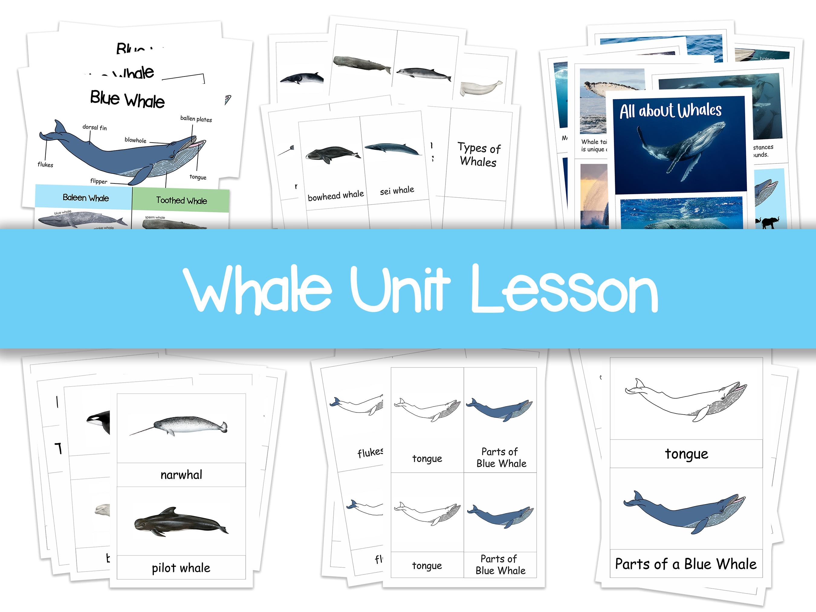Whale Unit Lesson Printable, Parts of a Blue Whale, Blue Whale Anatomy ...