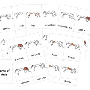 Ant Unit Lesson Printable, Parts of an Ant, Ant Anatomy, Types of Ant ...
