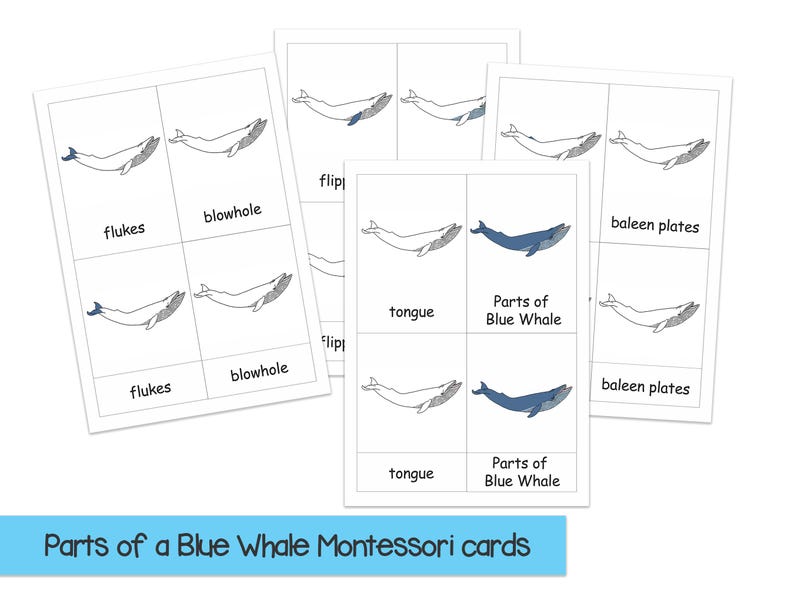 Whale Unit Lesson Printable, Parts of a Blue Whale, Blue Whale Anatomy ...