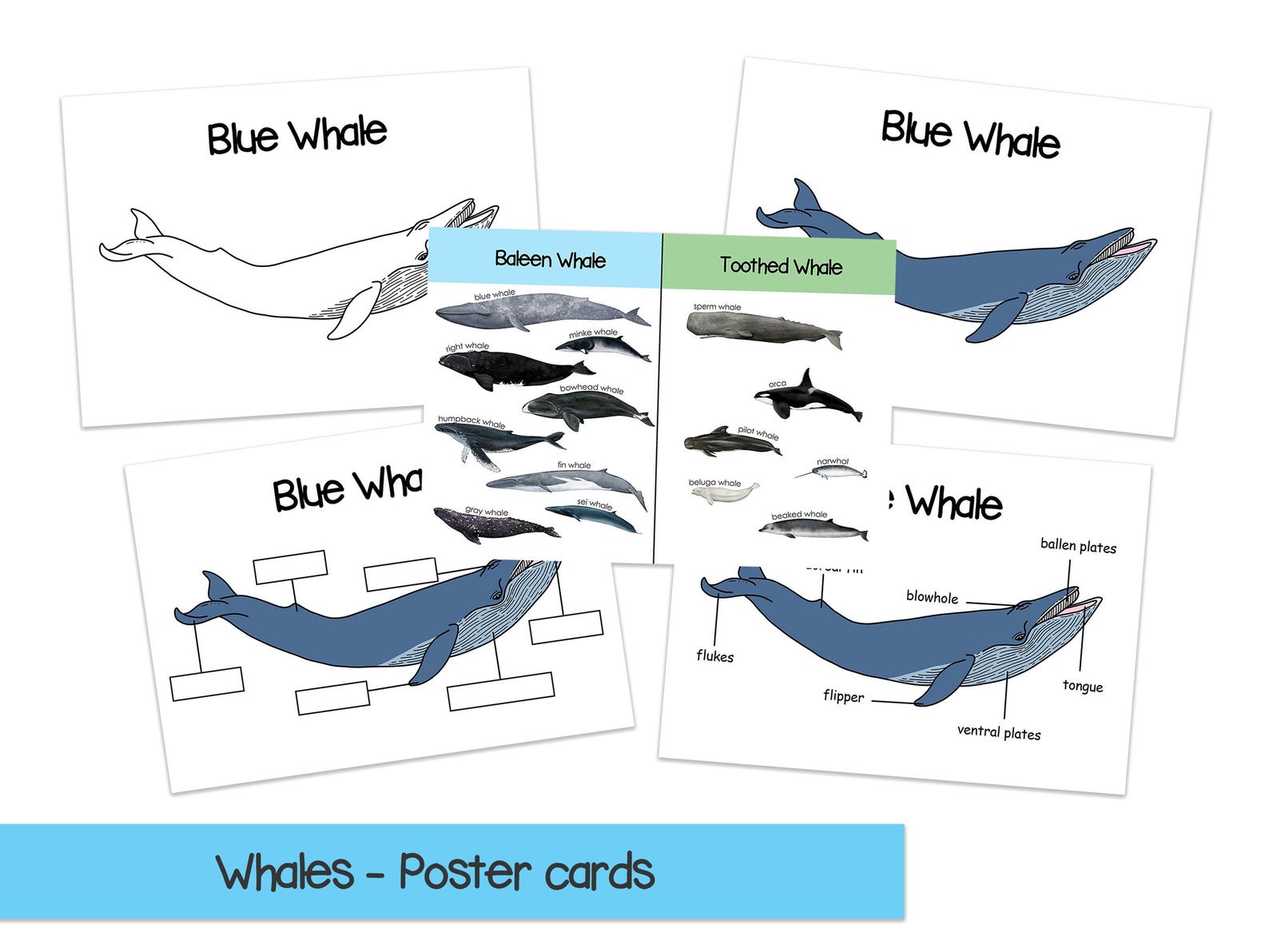 Whale Unit Lesson Printable, Parts of a Blue Whale, Blue Whale Anatomy ...