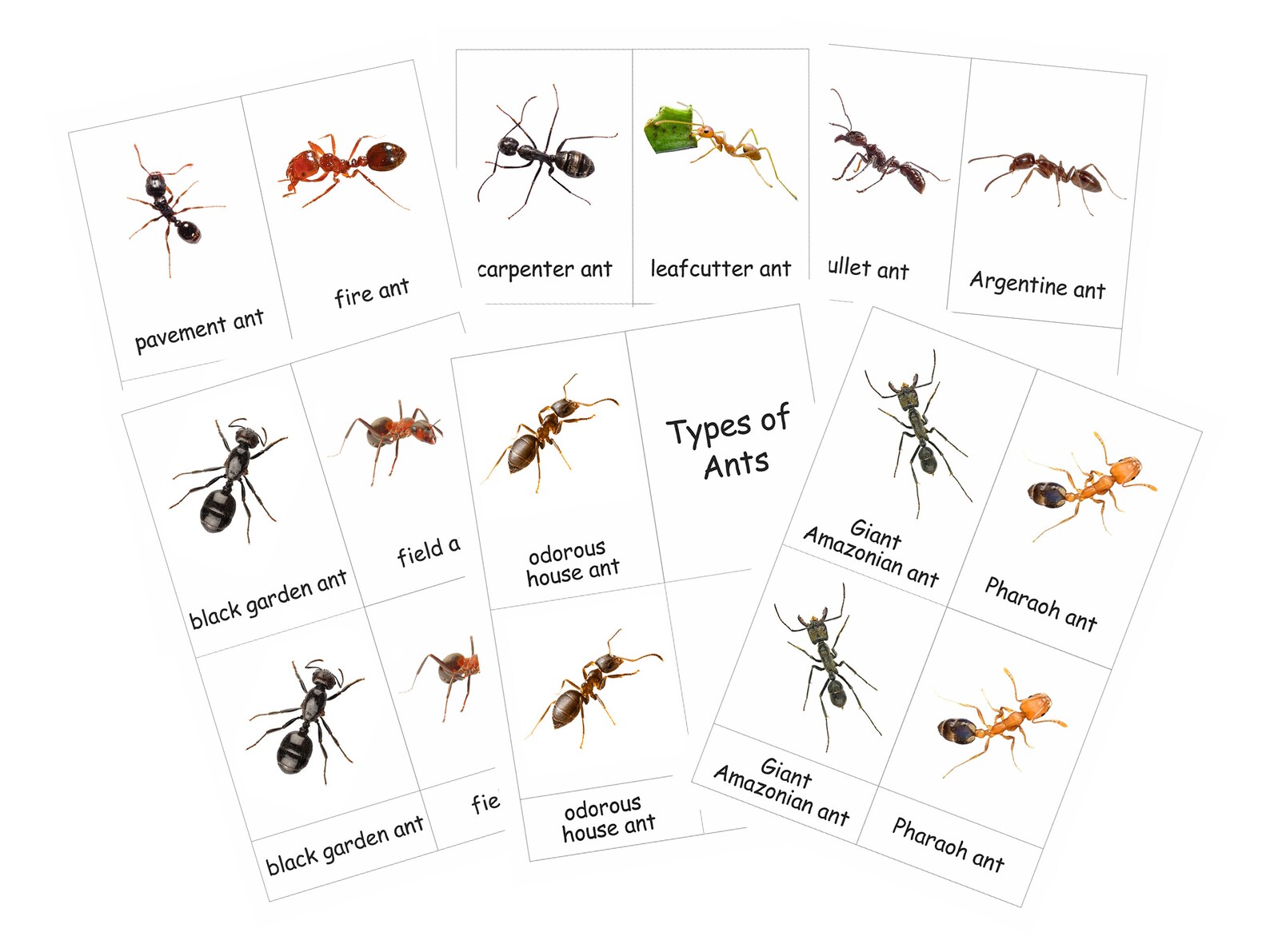 Ant Unit Lesson Printable, Parts of an Ant, Ant Anatomy, Types of Ant ...