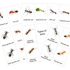 Ant Unit Lesson Printable, Parts of an Ant, Ant Anatomy, Types of Ant ...