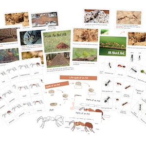 Ant Unit Lesson Printable, Parts of an Ant, Ant Anatomy, Types of Ant ...