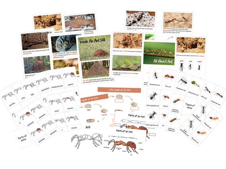 Ant Unit Lesson Printable, Parts of an Ant, Ant Anatomy, Types of Ant ...