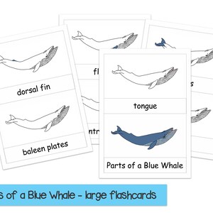 Whale Unit Lesson Printable, Parts of a Blue Whale, Blue Whale Anatomy ...