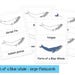 Whale Unit Lesson Printable, Parts of a Blue Whale, Blue Whale Anatomy ...