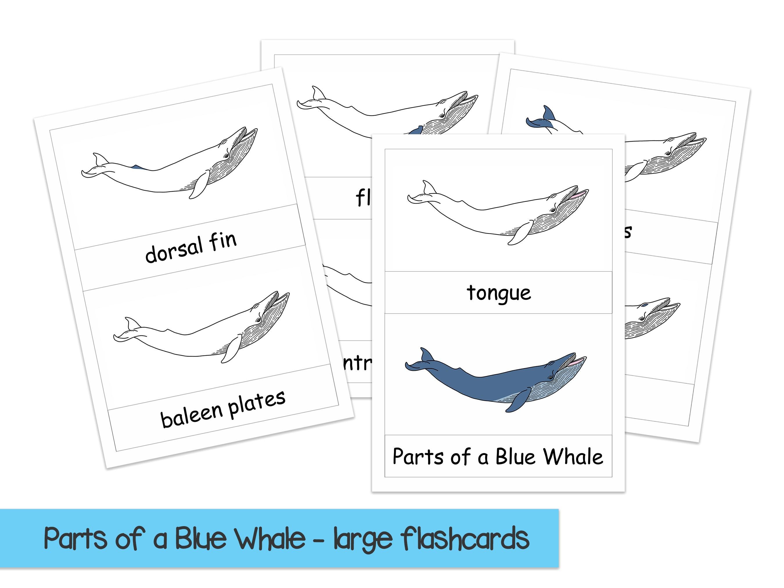 Whale Unit Lesson Printable, Parts of a Blue Whale, Blue Whale Anatomy ...