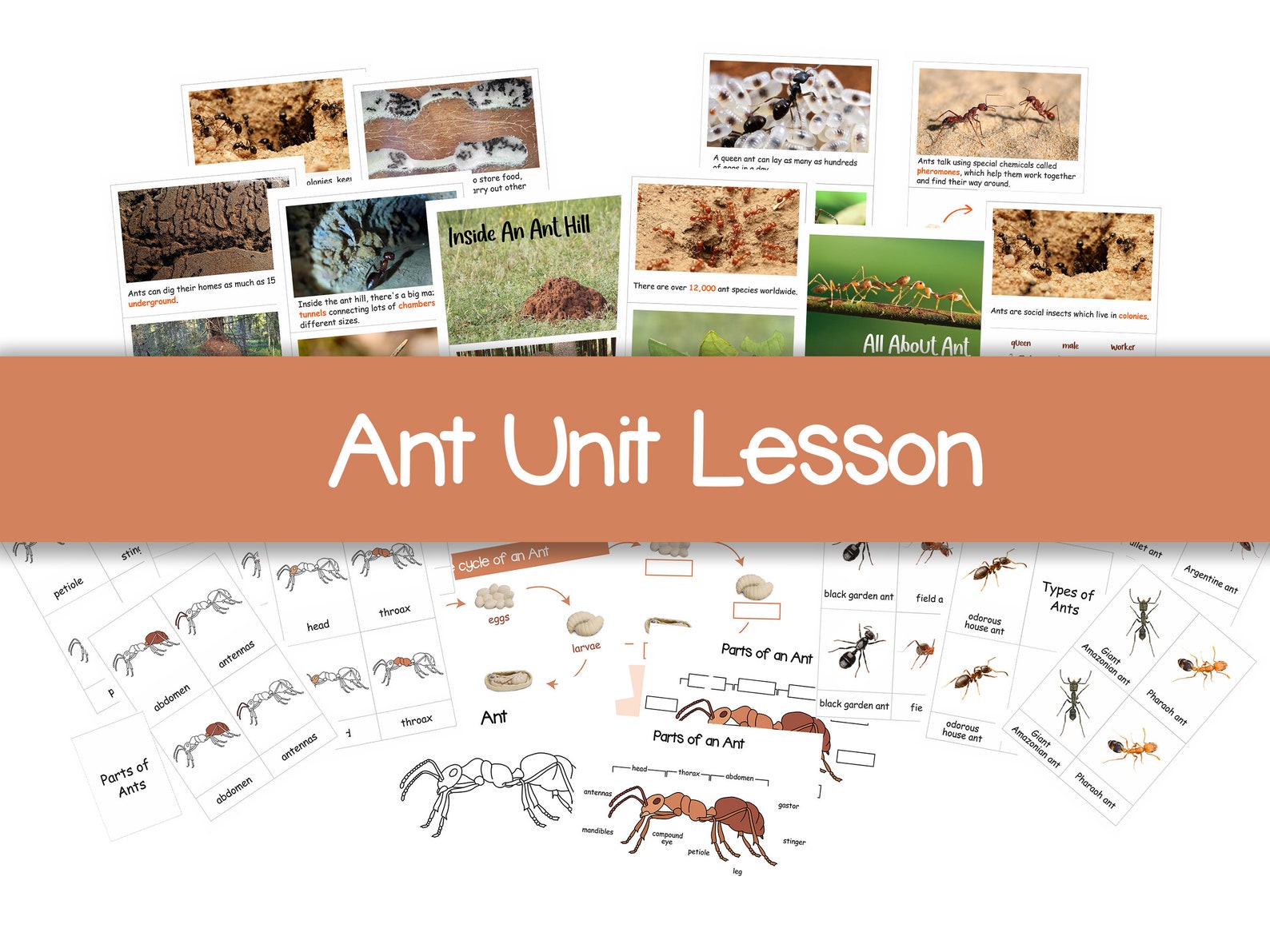 Ant Unit Lesson Printable, Parts of an Ant, Ant Anatomy, Types of Ant ...