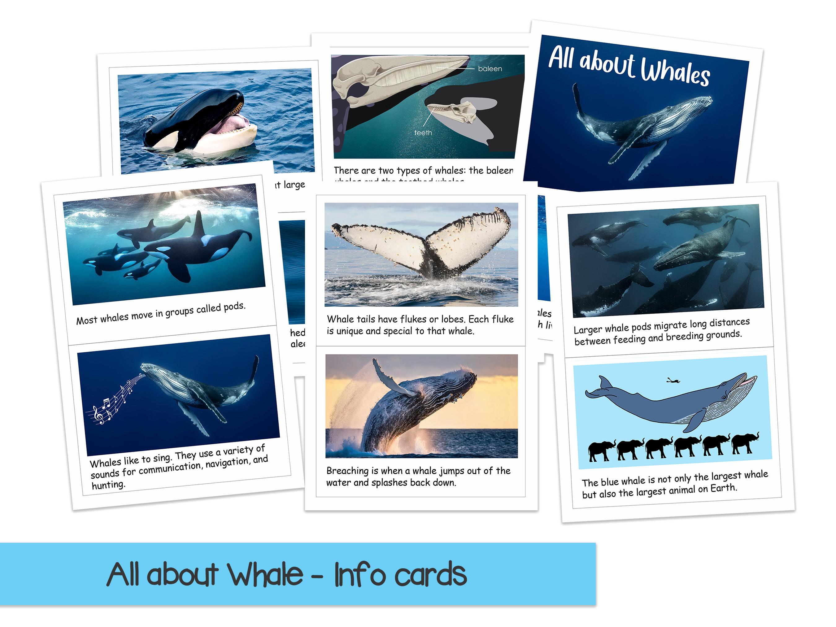 Whale Unit Lesson Printable, Parts of a Blue Whale, Blue Whale Anatomy ...