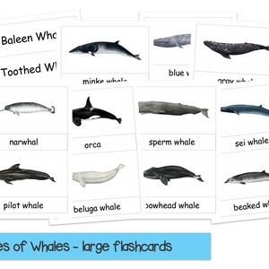 Whale Unit Lesson Printable, Parts of a Blue Whale, Blue Whale Anatomy ...