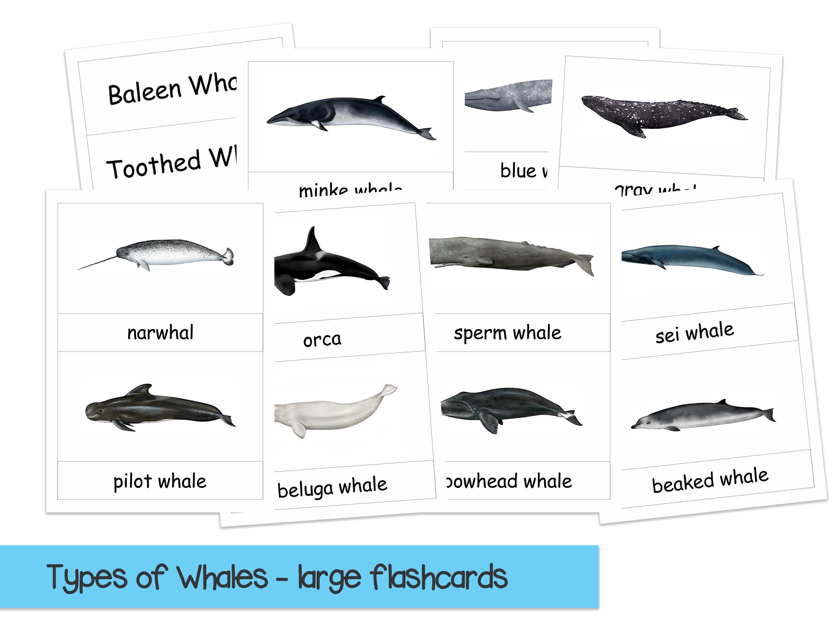 Whale Unit Lesson Printable, Parts of a Blue Whale, Blue Whale Anatomy ...