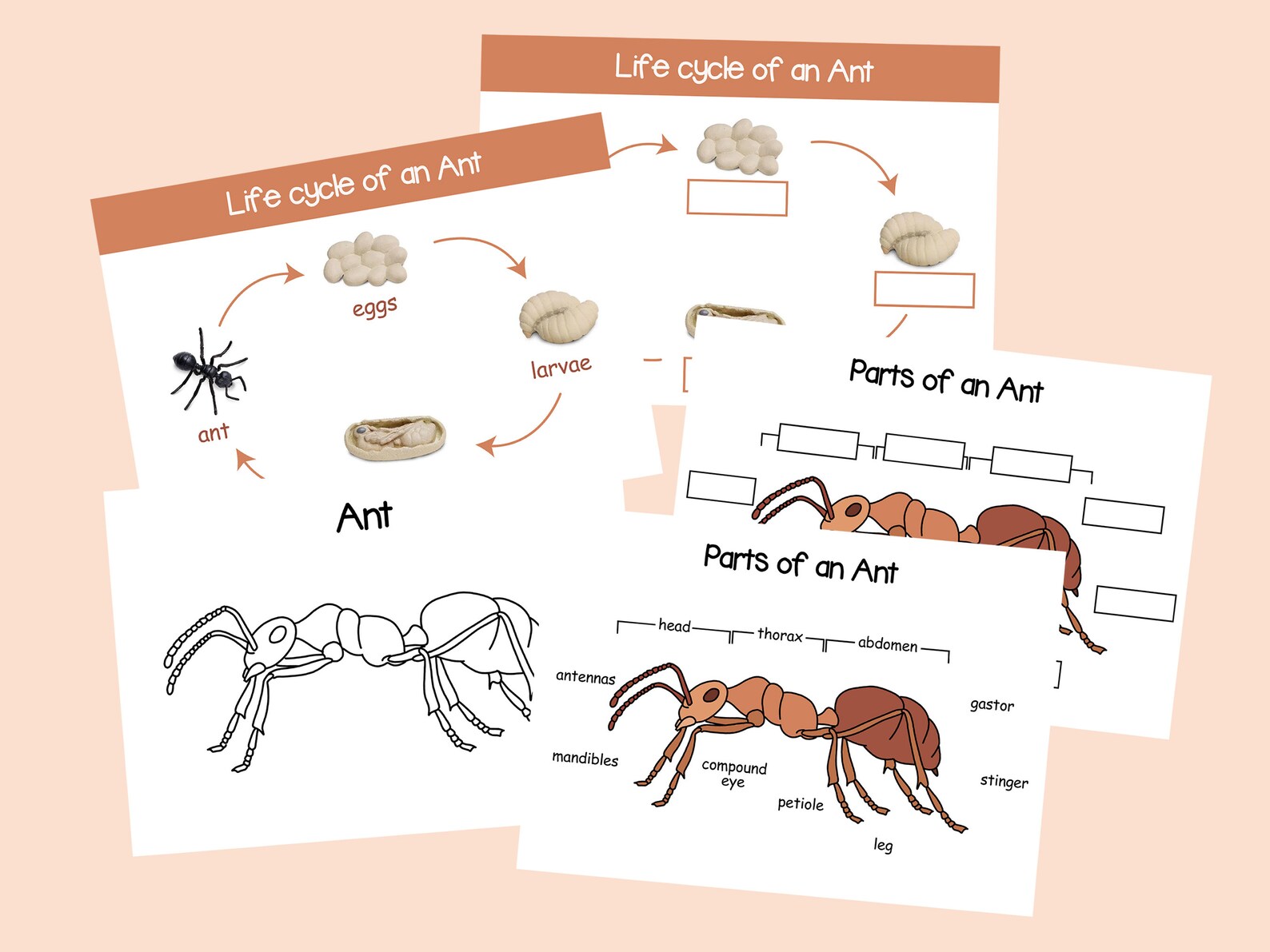 Ant Unit Lesson Printable, Parts of an Ant, Ant Anatomy, Types of Ant ...