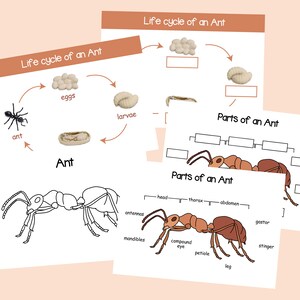 Ant Unit Lesson Printable, Parts of an Ant, Ant Anatomy, Types of Ant ...