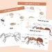 Ant Unit Lesson Printable, Parts of an Ant, Ant Anatomy, Types of Ant ...