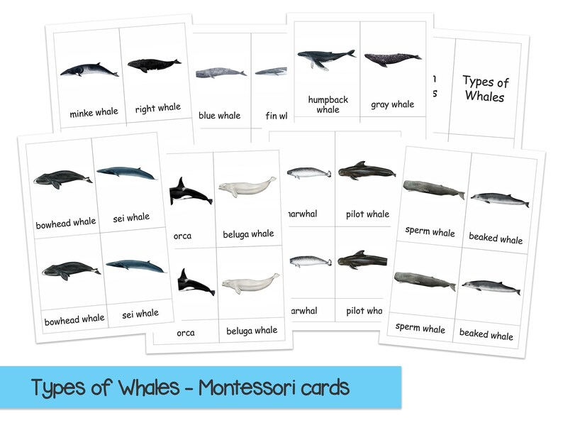 Whale Unit Lesson Printable, Parts of a Blue Whale, Blue Whale Anatomy ...