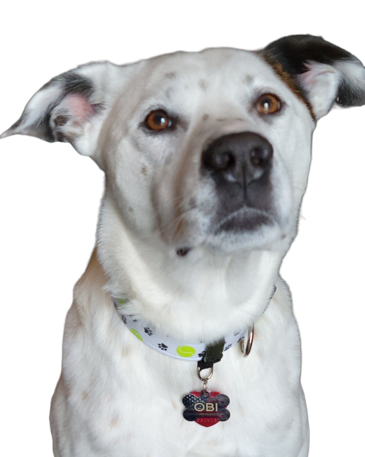 Dog Tag Holders Pet ID Tag Dog ID Tag Holders - Etsy