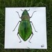 Green Weevil, Original Ceramic Tile Painting, Splashback, Wall Art ...