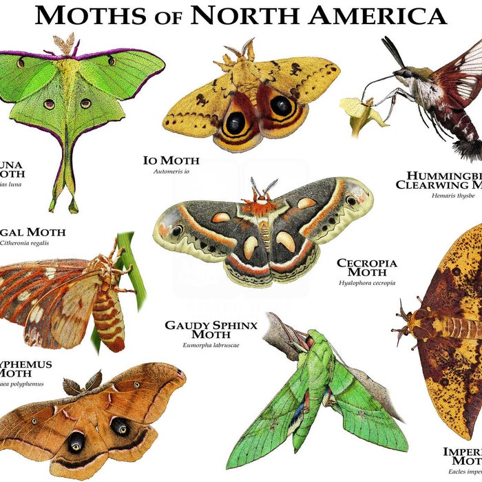 Moth chart poster - Etsy.de