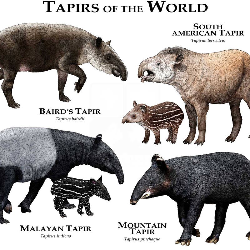 Tapirs - Etsy