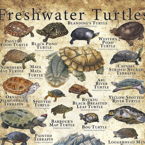 Box Turtles of North America Poster Print - Etsy
